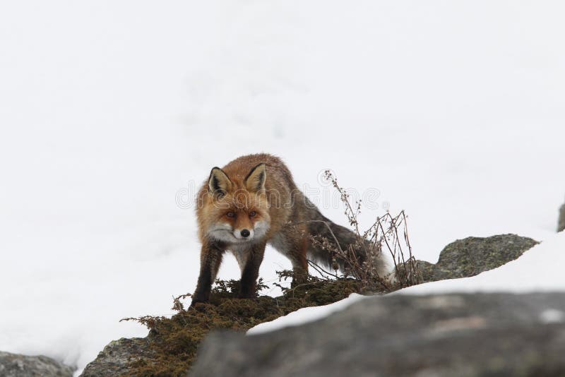 Red fox stock image. Image of lesser, alpine, alps, european - 86763891