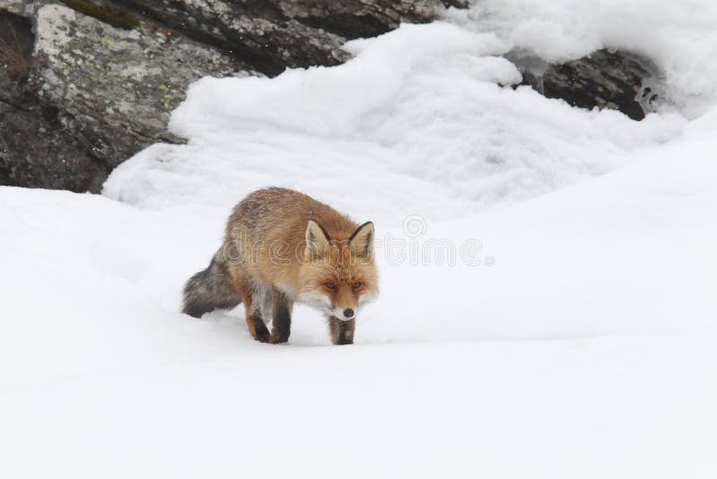 Red fox stock photo. Image of alpine, autumn, bald, black - 86763984