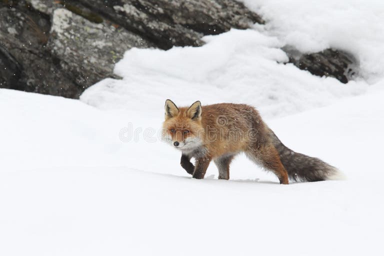 117 Fox Snow Italian Village Stock Photos - Free & Royalty-Free Stock ...