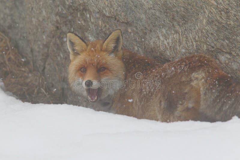 Red fox stock image. Image of female, grass, italian - 86765547