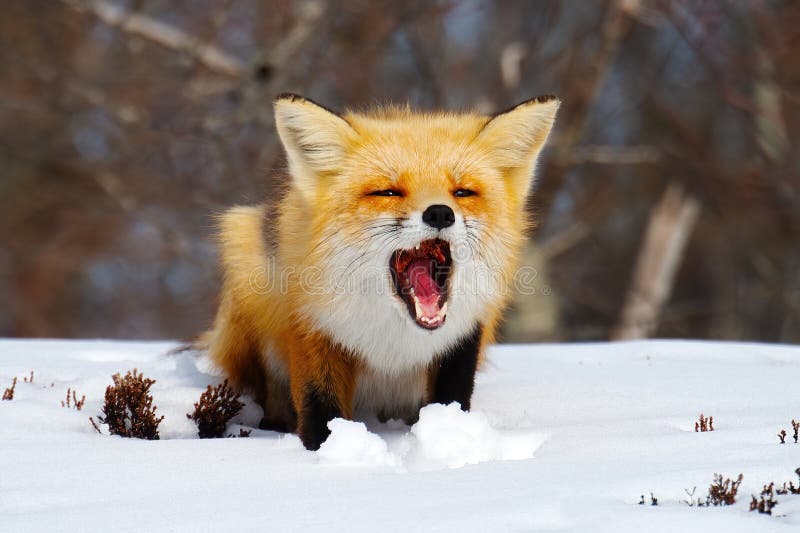 Growling Fox Stock Photos - Free & Royalty-Free Stock Photos from ...