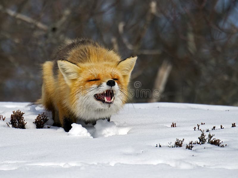 Red Fox in Snow stock photo. Image of night, nature, snow - 66807868