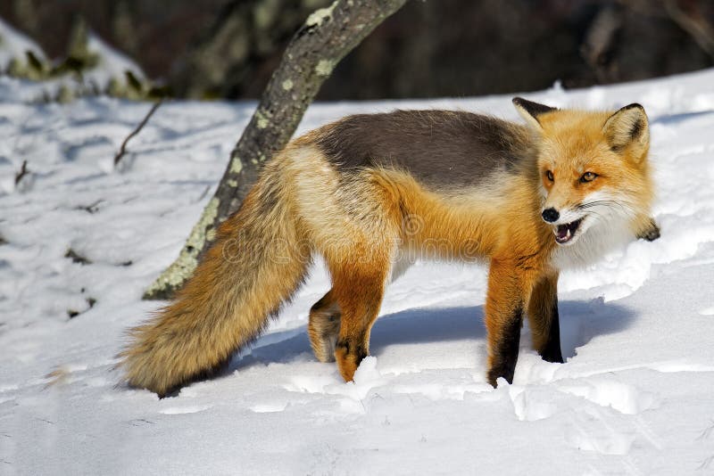 Red Foxes stock image. Image of night, tongue, animal - 51286299