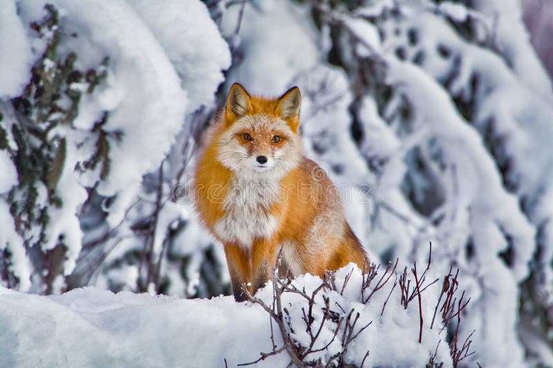Red Fox in the Snow stock image. Image of animal, freezing - 284116005