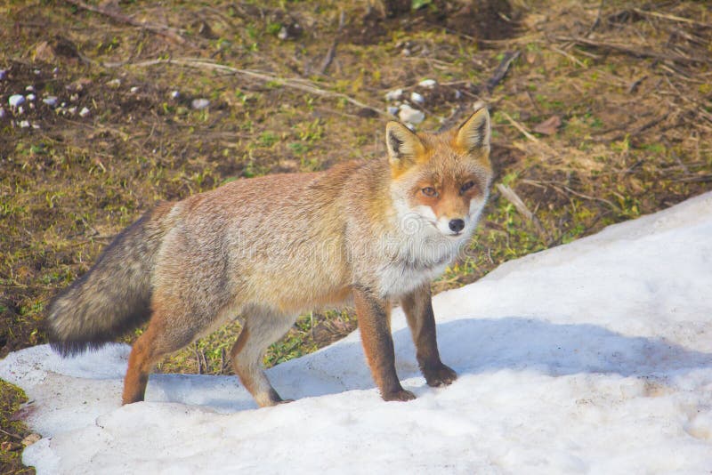 Red fox in the snow stock photo. Image of snowy, eyes - 53269356