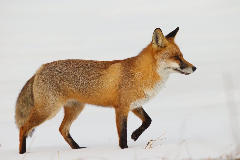 Red fox in the snow stock photo. Image of hunt, romania - 68489752