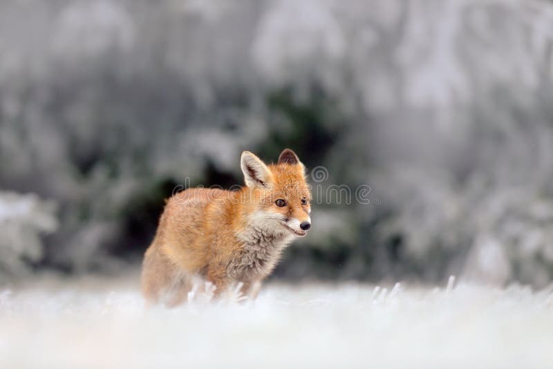 Red Fox in Snow Winter, in the Cold Forest Stock Image - Image of ...
