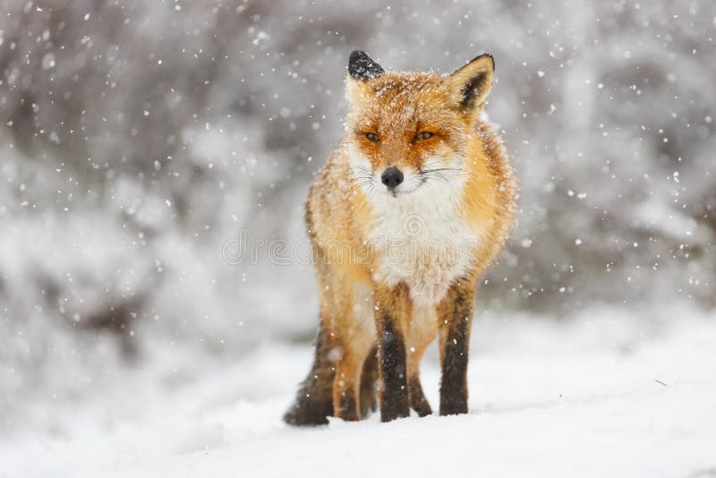 Red fox in the snow stock image. Image of landscape - 107730103