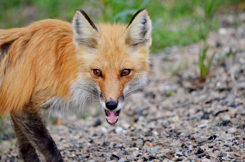 Red fox in spring stock photo. Image of wildlife, plant - 280524868