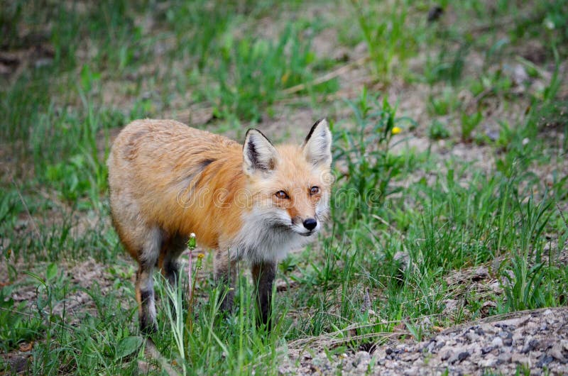 Red fox in spring stock image. Image of plant, canada - 280524873