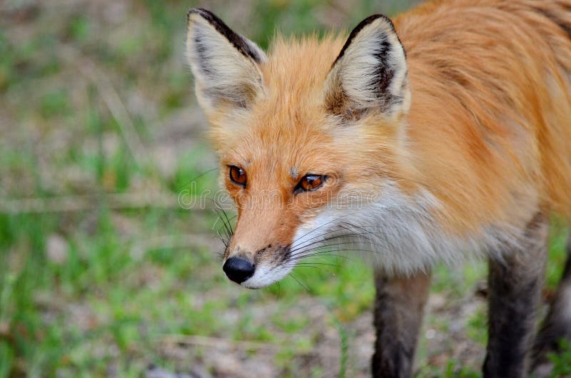 Red fox in spring stock image. Image of animals, wild - 280524807