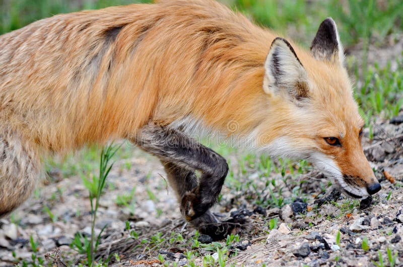 Red fox in spring stock photo. Image of algonquin, wildlife - 280524814