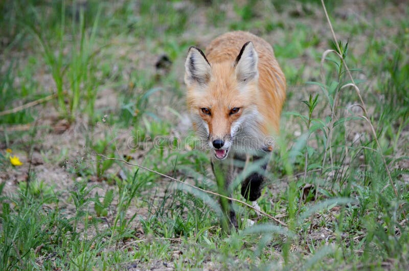 Red fox in spring stock image. Image of wildlife, summer - 280524823