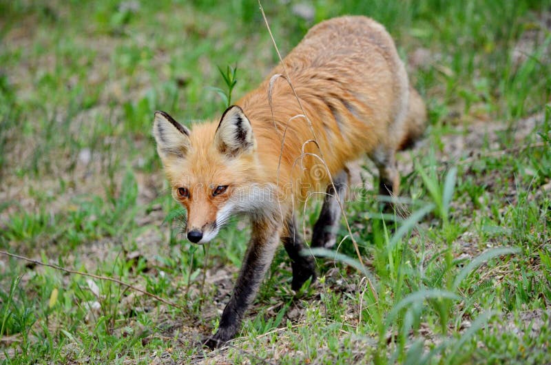 Red fox in spring stock image. Image of wilderness, wildlife - 280524849