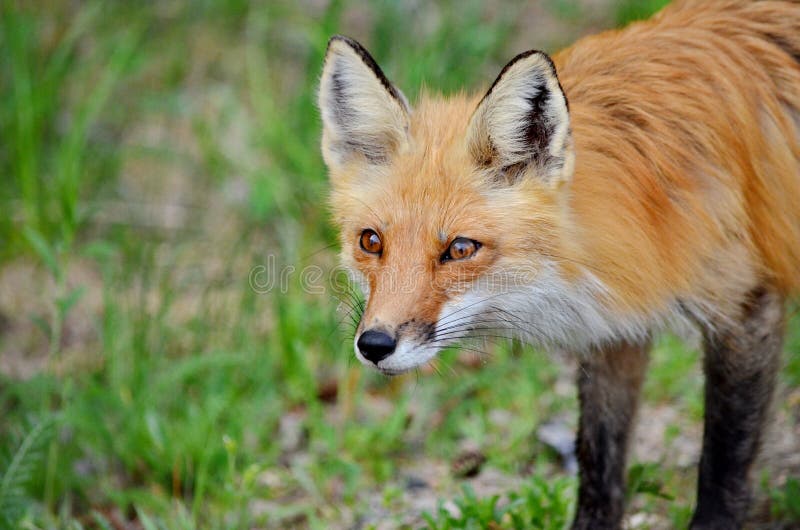 Red fox in spring stock photo. Image of wild, animal - 280524862