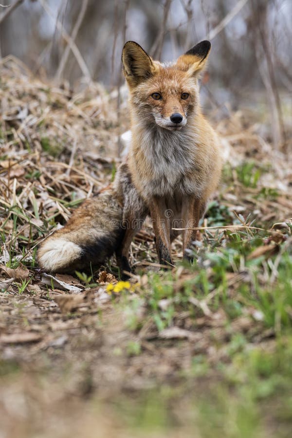 Red Fox in the Spring Forest Stock Photo - Image of people, watch ...