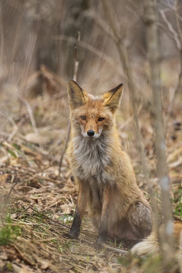 Red Fox in the Spring Forest Stock Photo - Image of safari, animal ...