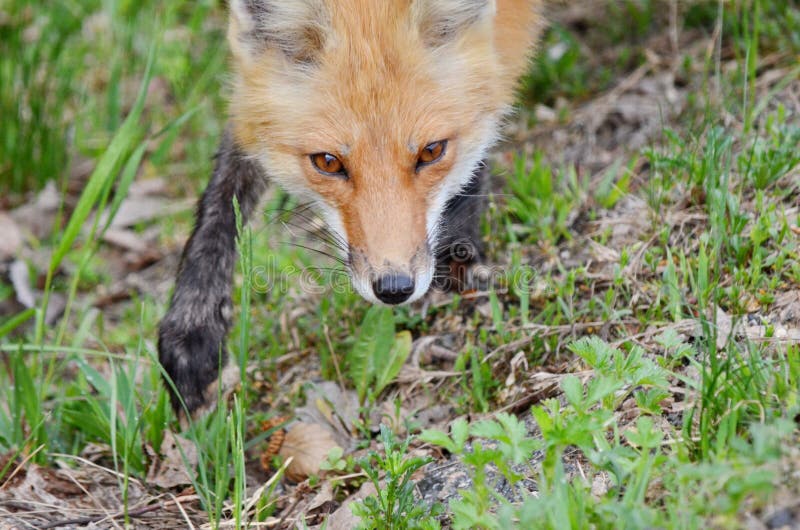 Red fox in spring stock photo. Image of wildlife, mammal - 280524802