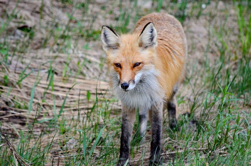 Red fox in spring stock image. Image of nature, wild - 280524817