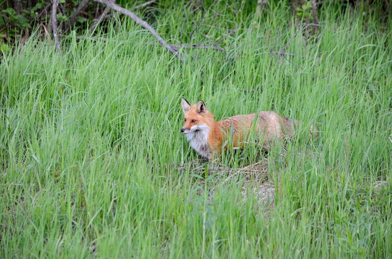 Red fox in spring stock image. Image of spring, provincial - 280524883