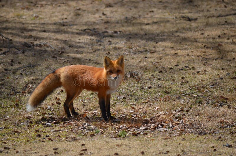 Red Fox in spring setting stock image. Image of wild - 93266697