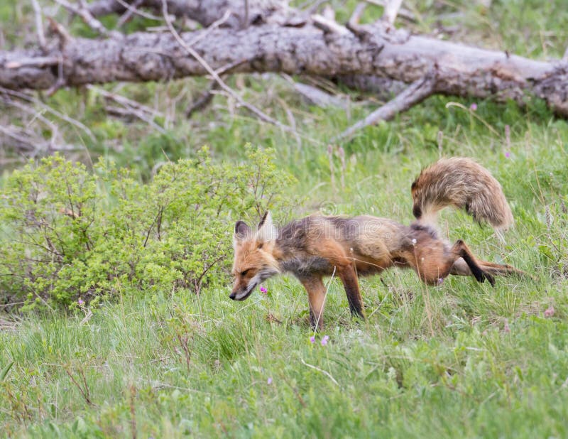 Red Fox stock image. Image of canine, jackal, fauna, yellowstone - 31688279