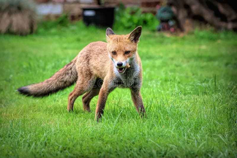 Fox Sprints Stock Photos - Free & Royalty-Free Stock Photos from Dreamstime