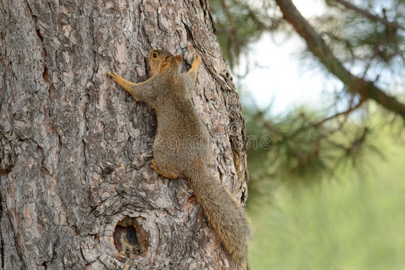Red Fox Squirrel Climbing Tree Stock Image - Image of cute, outdoors ...