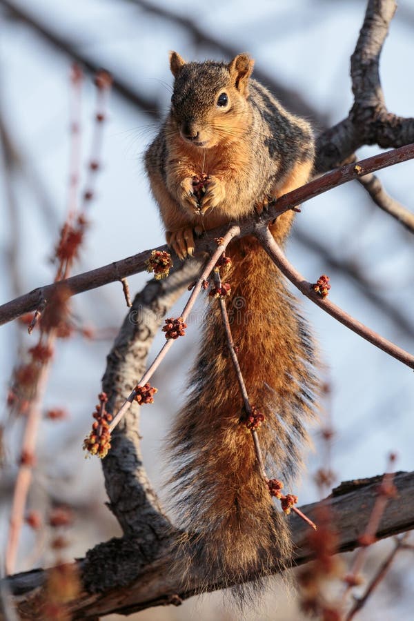 Red Fox Squirrel in Tree stock photo. Image of tail, mammal - 90299814