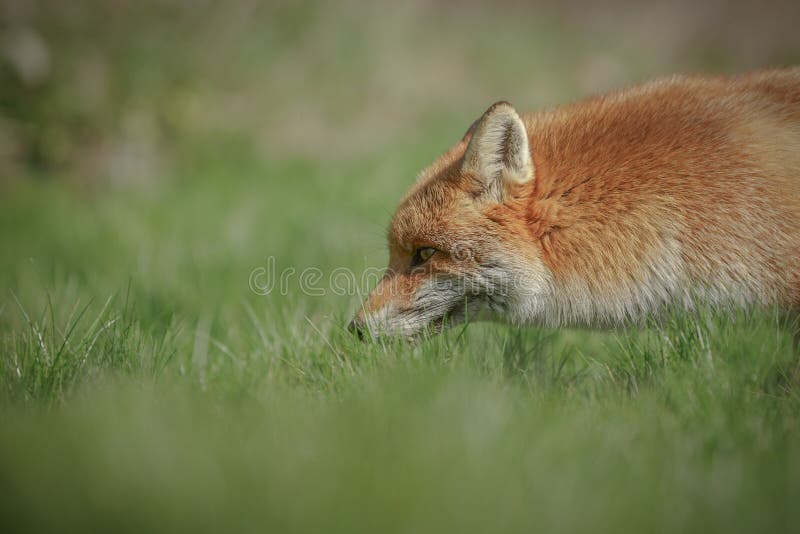 Red fox stalking stock photo. Image of orange, grass - 69978206