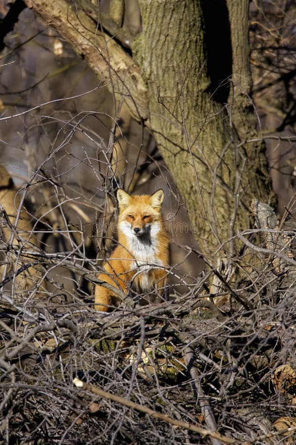 Red Fox 818016 stock photo. Image of canidae, beautiful - 193568658