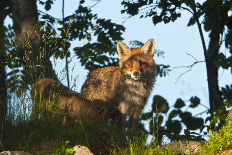 Red Fox Standing in Deep Grass, Vosges, France Stock Image - Image of ...