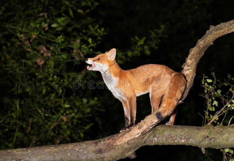 Red Fox Standing on a Fallen Tree in Forest Stock Photo - Image of ...