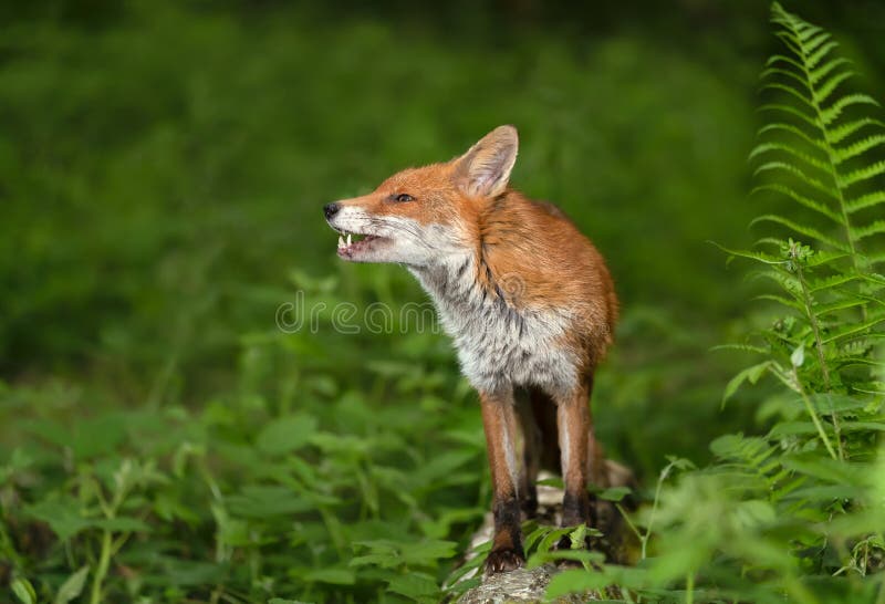 Red Fox Standing on a Fallen Tree in a Forest Stock Photo - Image of ...