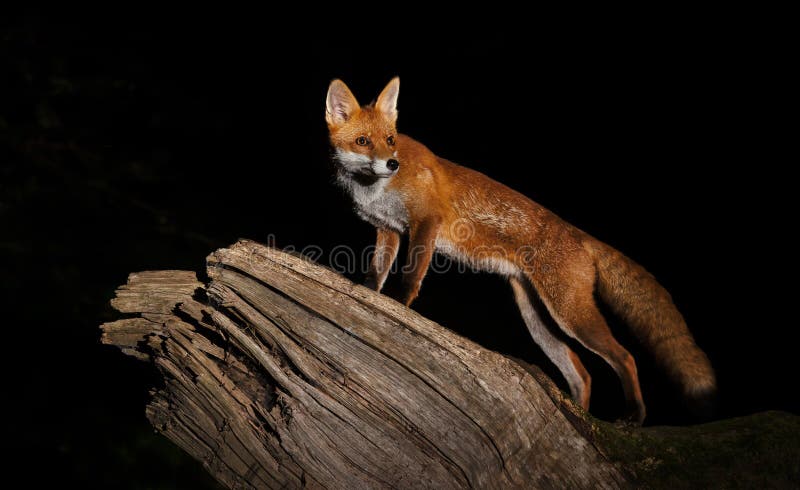 Red Fox Standing on a Fallen Tree in a Forest at Night Stock Photo ...