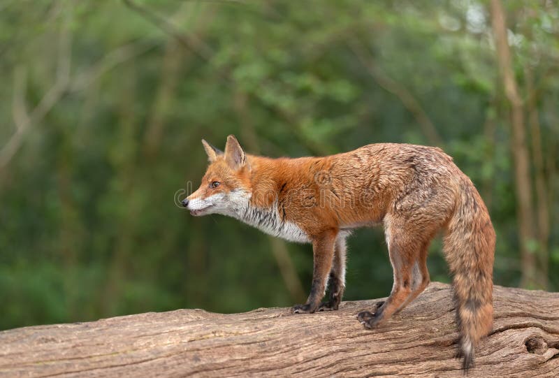 Red Fox Standing on a Fallen Tree in a Forest Stock Photo - Image of ...