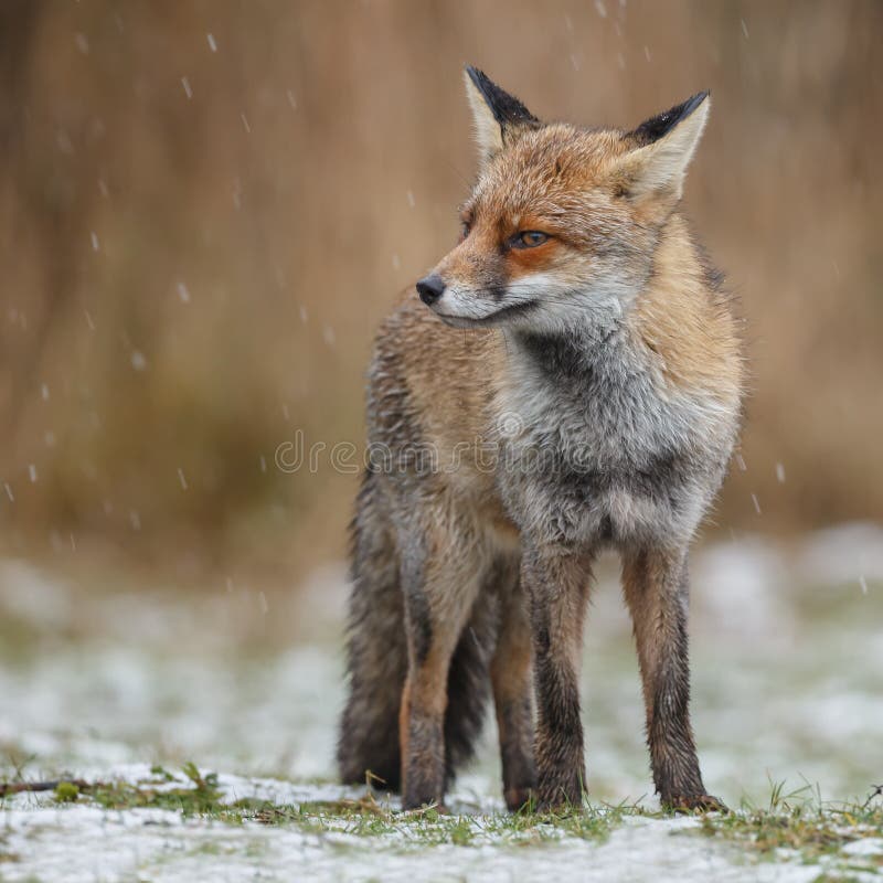 Red fox stock photo. Image of close, brown, look, little - 48432616