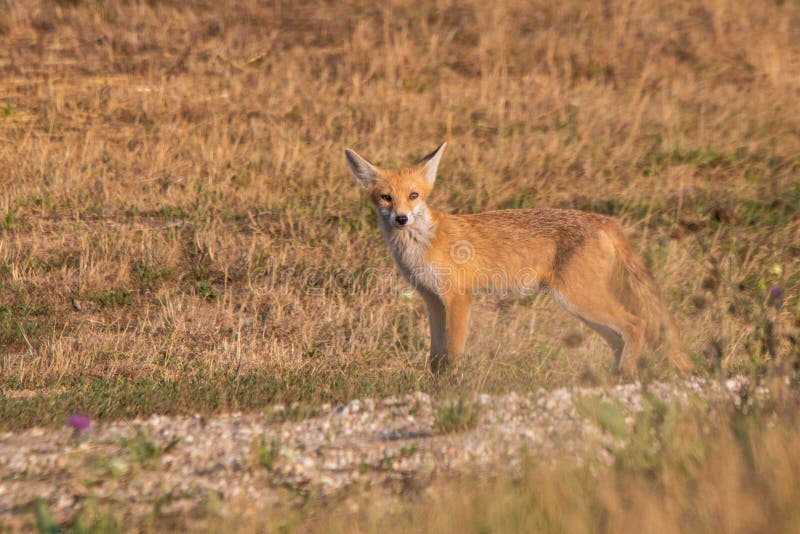 Red Fox Standing in the Field Stock Image - Image of park, wallpaper ...