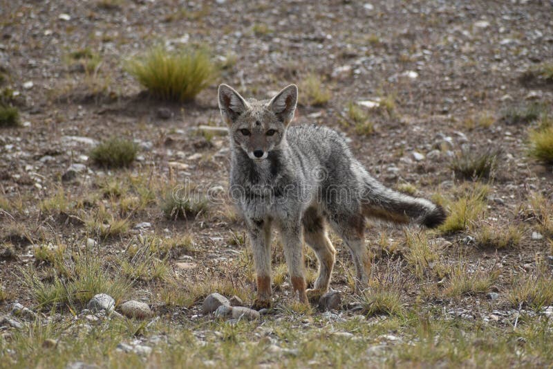 The Fox is Standing in a Field of Rocks and Grass Stock Image - Image ...