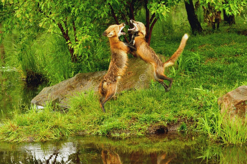 Red Fox Standing and Fighting Stock Photo - Image of water, fighting ...