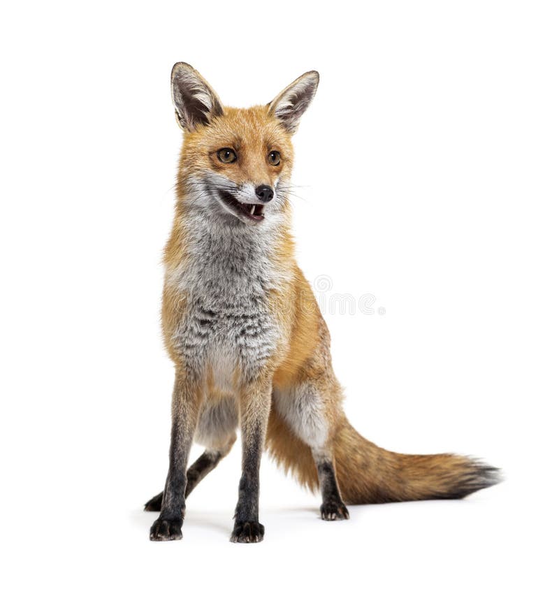 Red Fox Standing in Front, Two Years Old, Isolated Stock Photo - Image ...