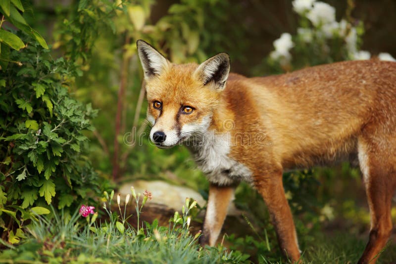 Red Fox Standing in the Garden with Flowers Stock Image - Image of ...