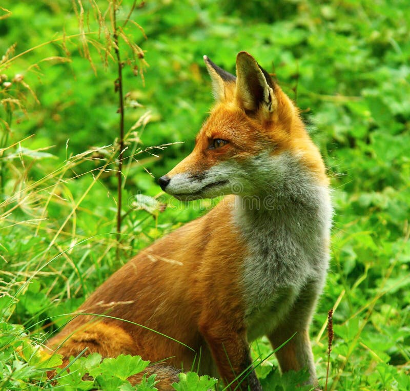 Red Fox standing in grass stock photo. Image of look - 38242250