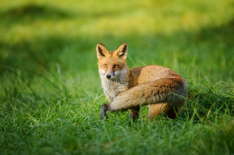 Red Fox Standing in Grass from Side Stock Image - Image of hunter ...