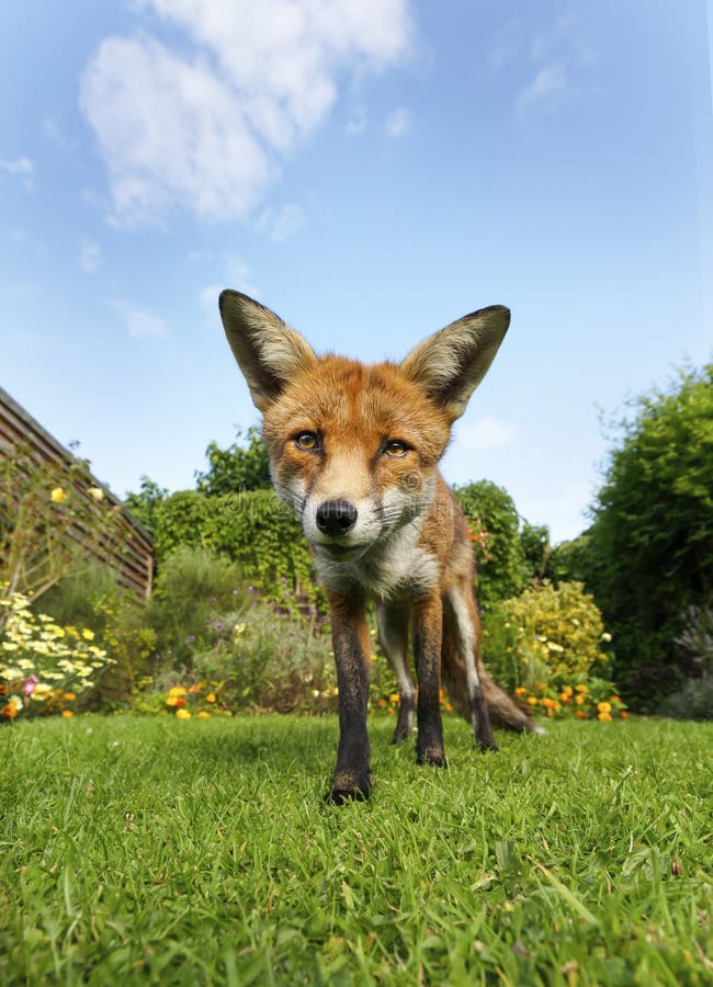Red Fox Standing on the Green Grass in the Garden Stock Image - Image ...
