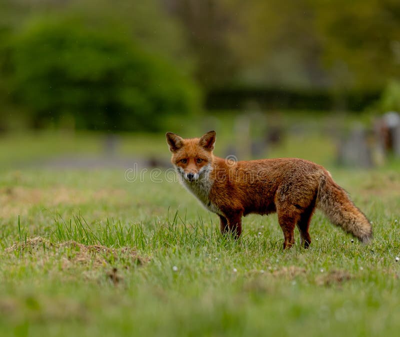 Red Fox Standing in a Green Grassy Meadow Stock Image - Image of ...
