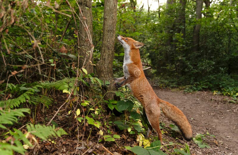 Red Fox Standing Hind Legs Stock Photos - Free & Royalty-Free Stock ...