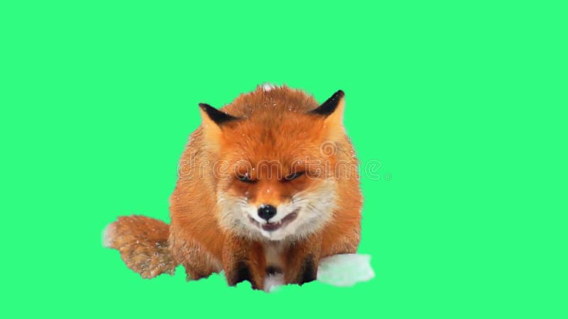 Red Fox Standing and Moving on Green Screen Background Stock Footage ...