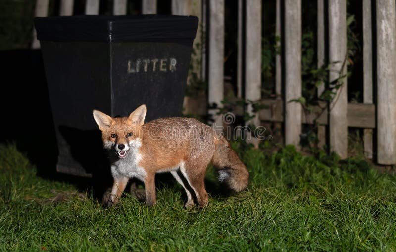 Red Fox Standing Near a Litter Bin at Night Stock Image - Image of ...