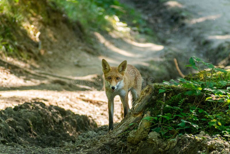 Red Fox Standing in a Picturesque Forest Setting, Sunlight Filtering ...